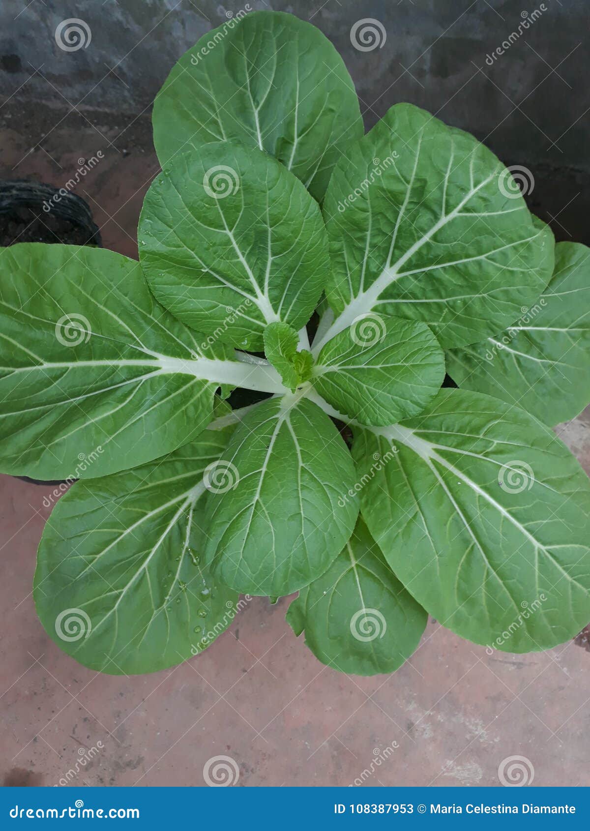 Pechay стоковое изображение. изображение насчитывающей pechay - 108387953