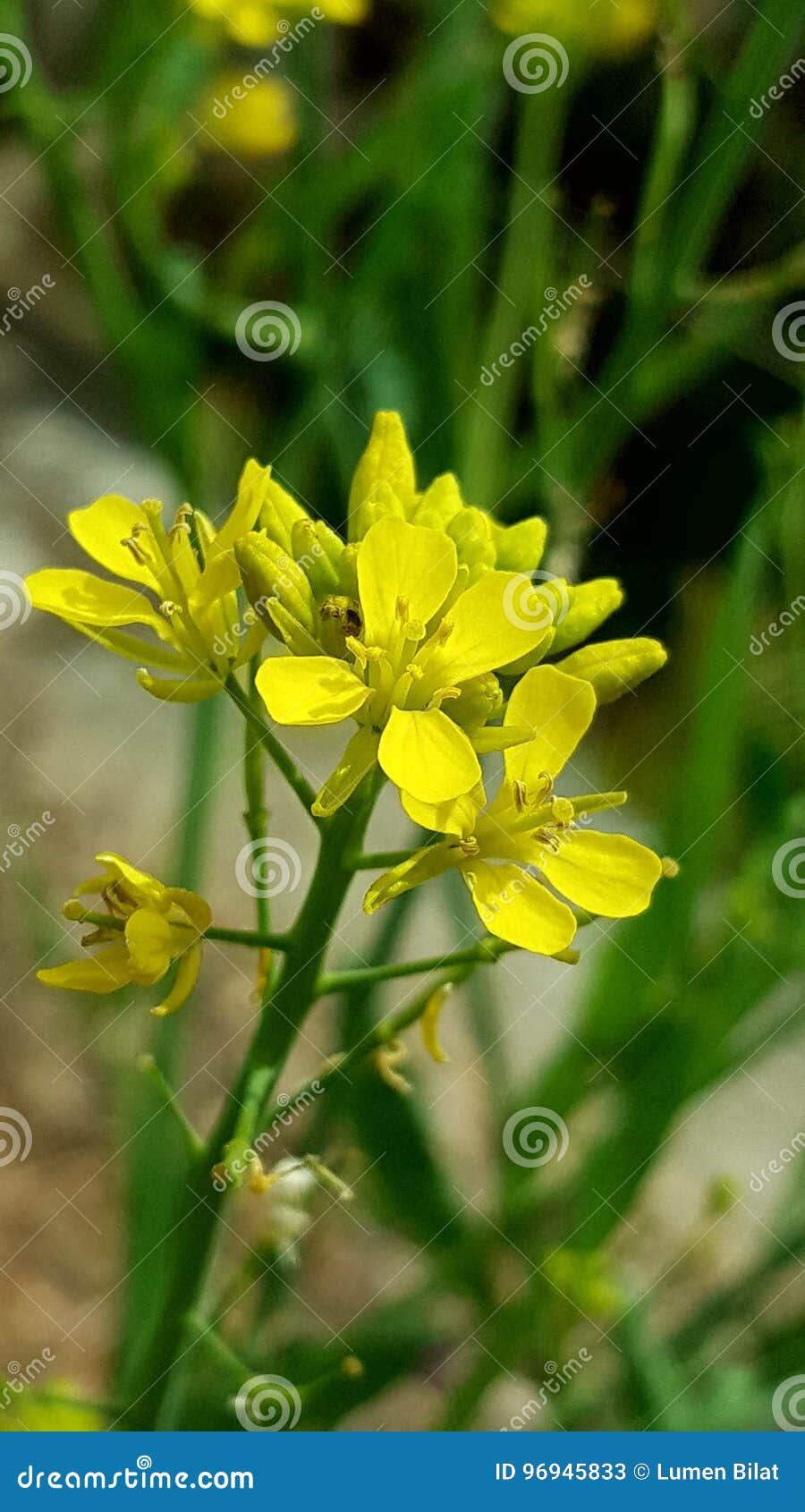 Pechay flower in bloom stock image. Image of plant, fleuron - 96945833