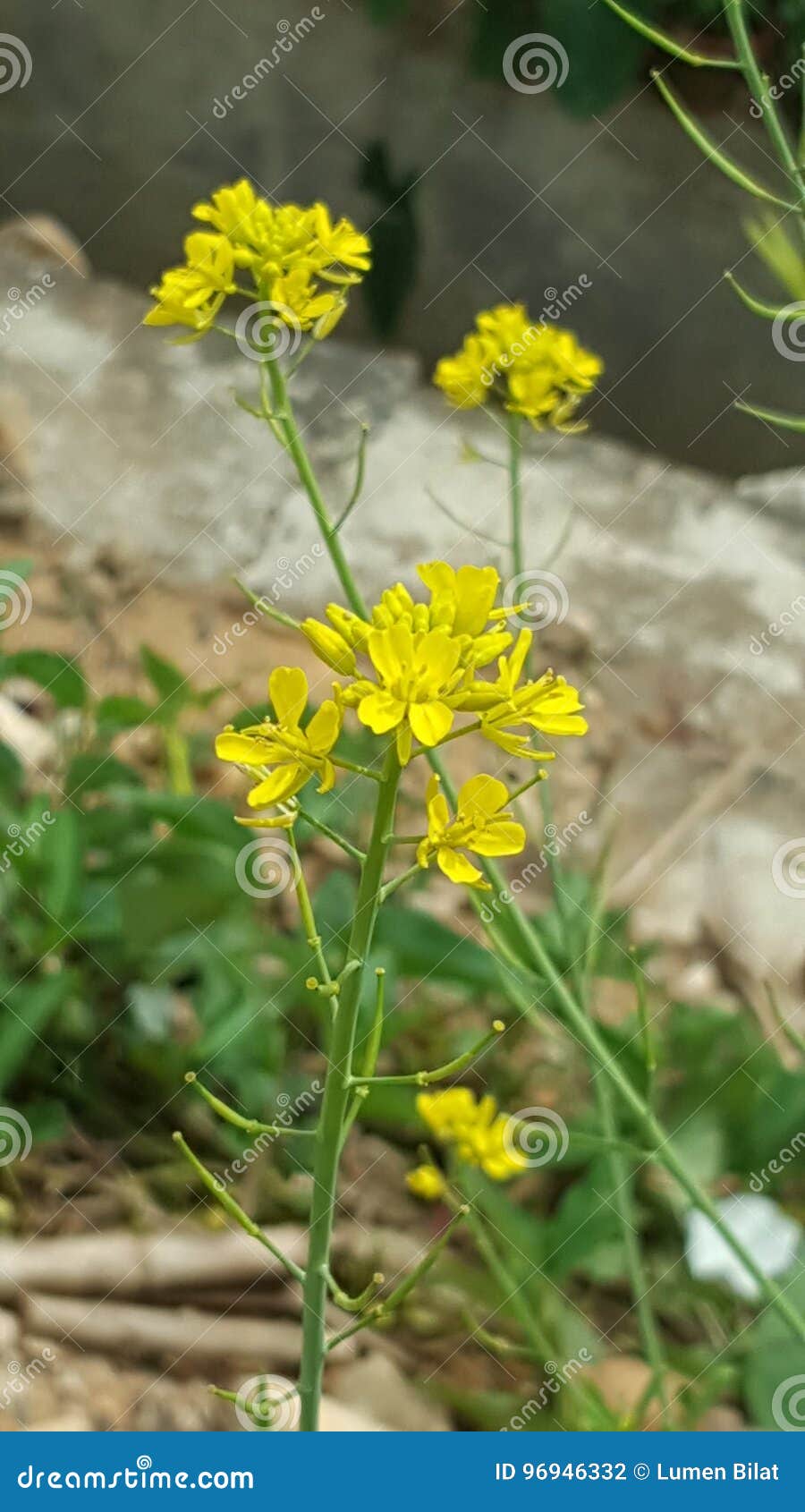 Pechay flower stock photo. Image of floweret, blossom - 96946332