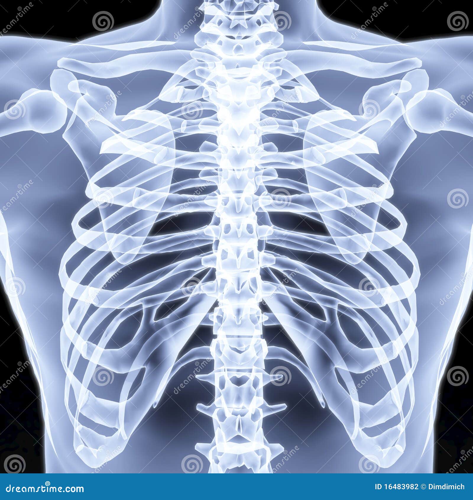 Pecho stock de ilustración. Ilustración de parte, hueso - 16483982