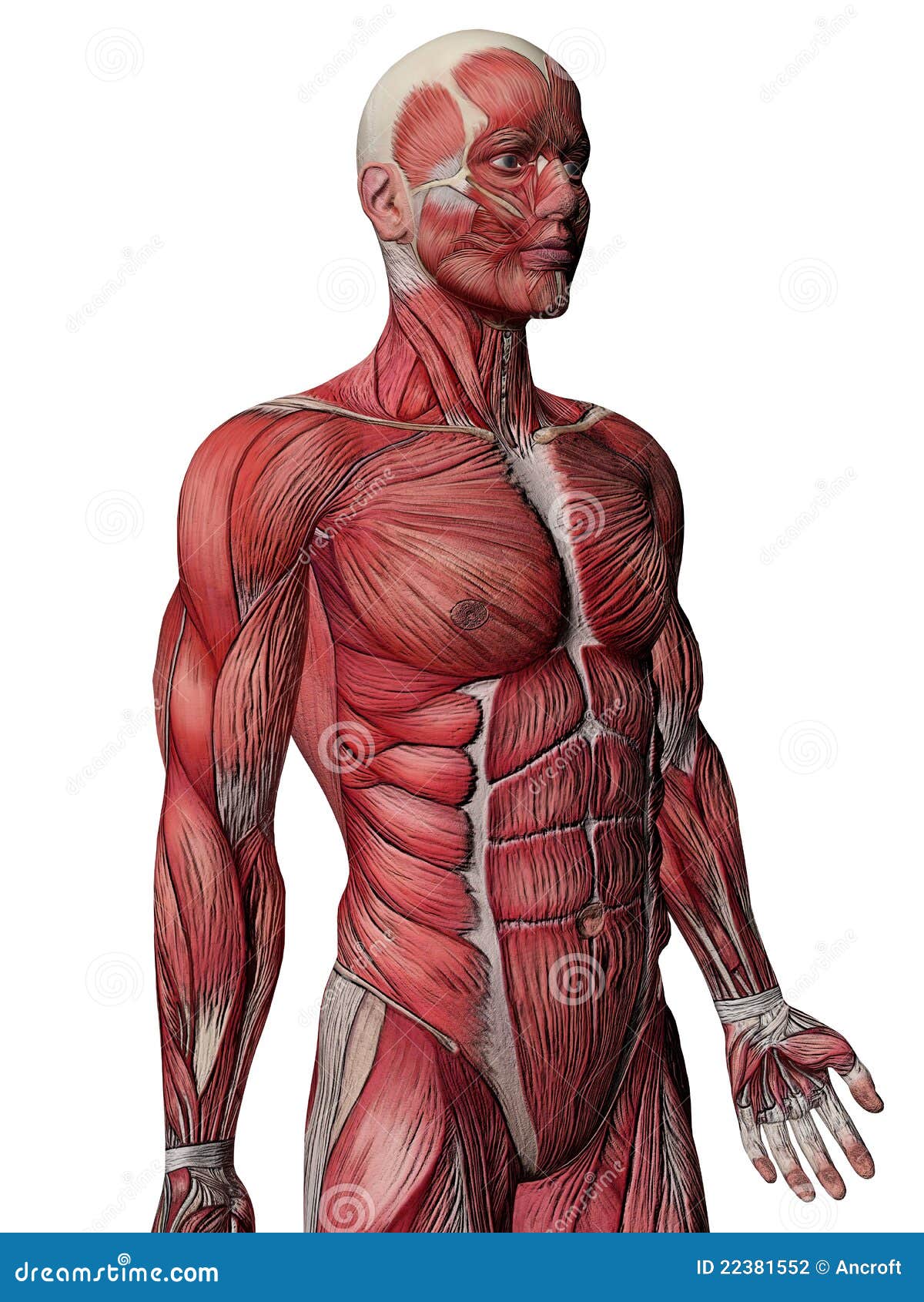 Pecho Humano De La Radiografía Del Músculo Stock de ilustración ...
