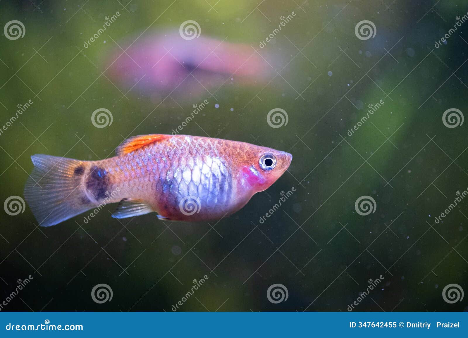 Pecilia Mickey Mouse, Fish in Freshwater Aquarium Stock Image - Image ...