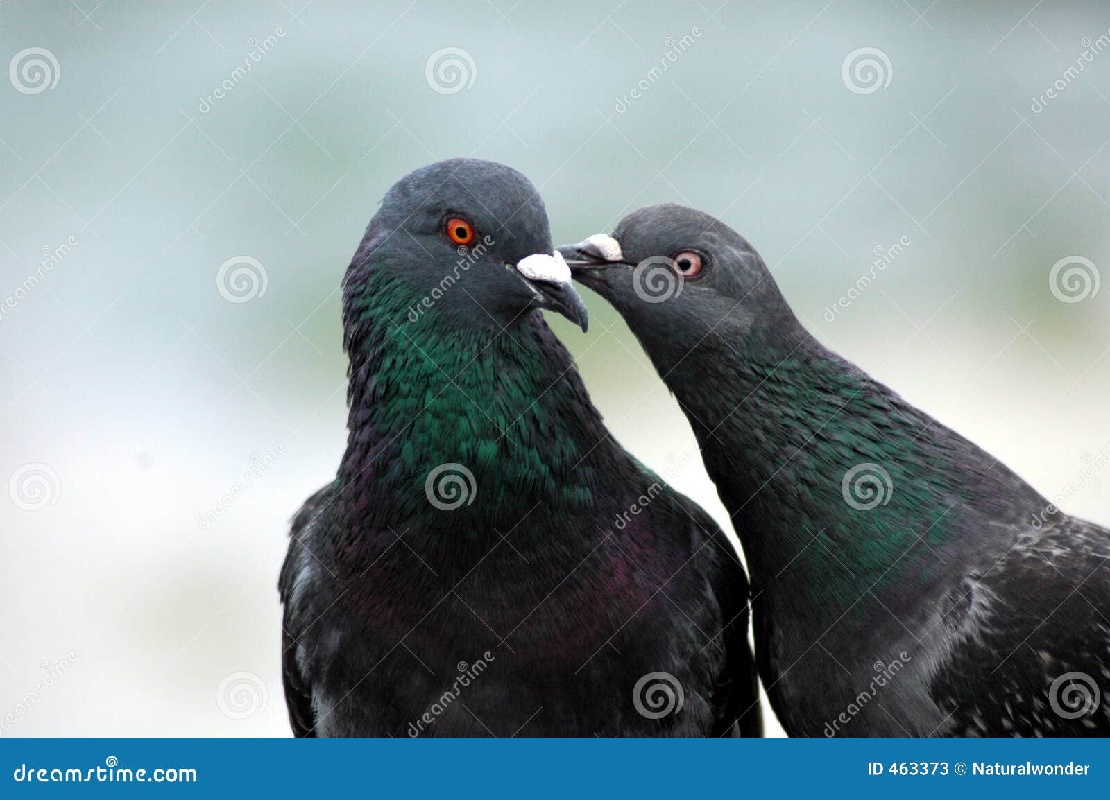 Peck on the Cheek stock image. Image of romance, kiss, smooch - 463373