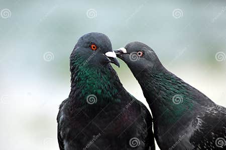 Peck on the Cheek stock image. Image of romance, kiss, smooch - 463373