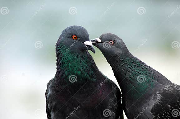 Peck on the Cheek stock image. Image of romance, kiss, smooch - 463373