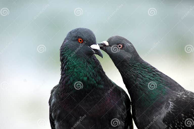 Peck on the Cheek stock image. Image of romance, kiss, smooch - 463373