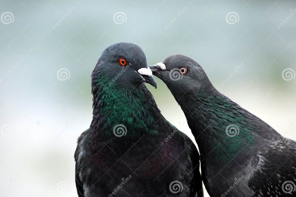 Peck on the Cheek stock image. Image of romance, kiss, smooch - 463373