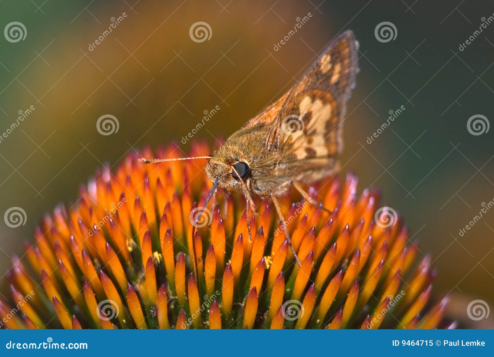 Peck's Skipper Picture. Image: 9464715
