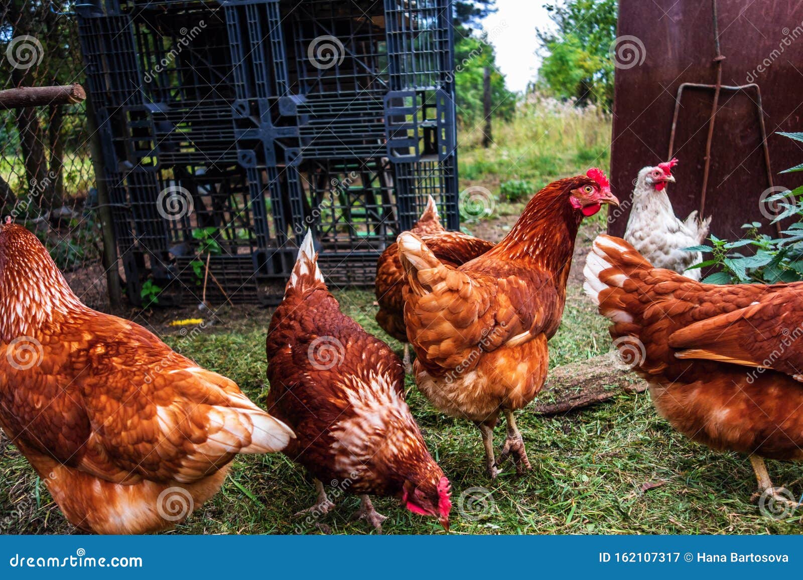 Pecking hens in backyard stock image. Image of chicken - 162107317