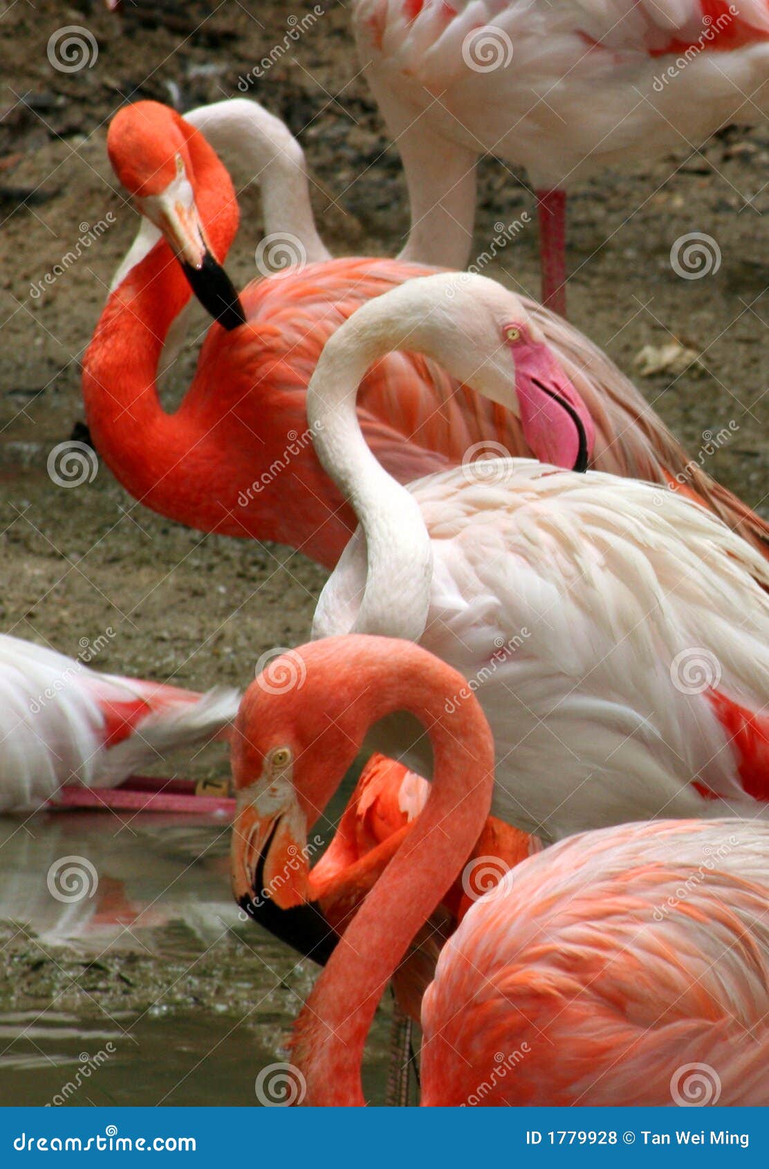 Pecking Order stock photo. Image of pink, organization - 1779928