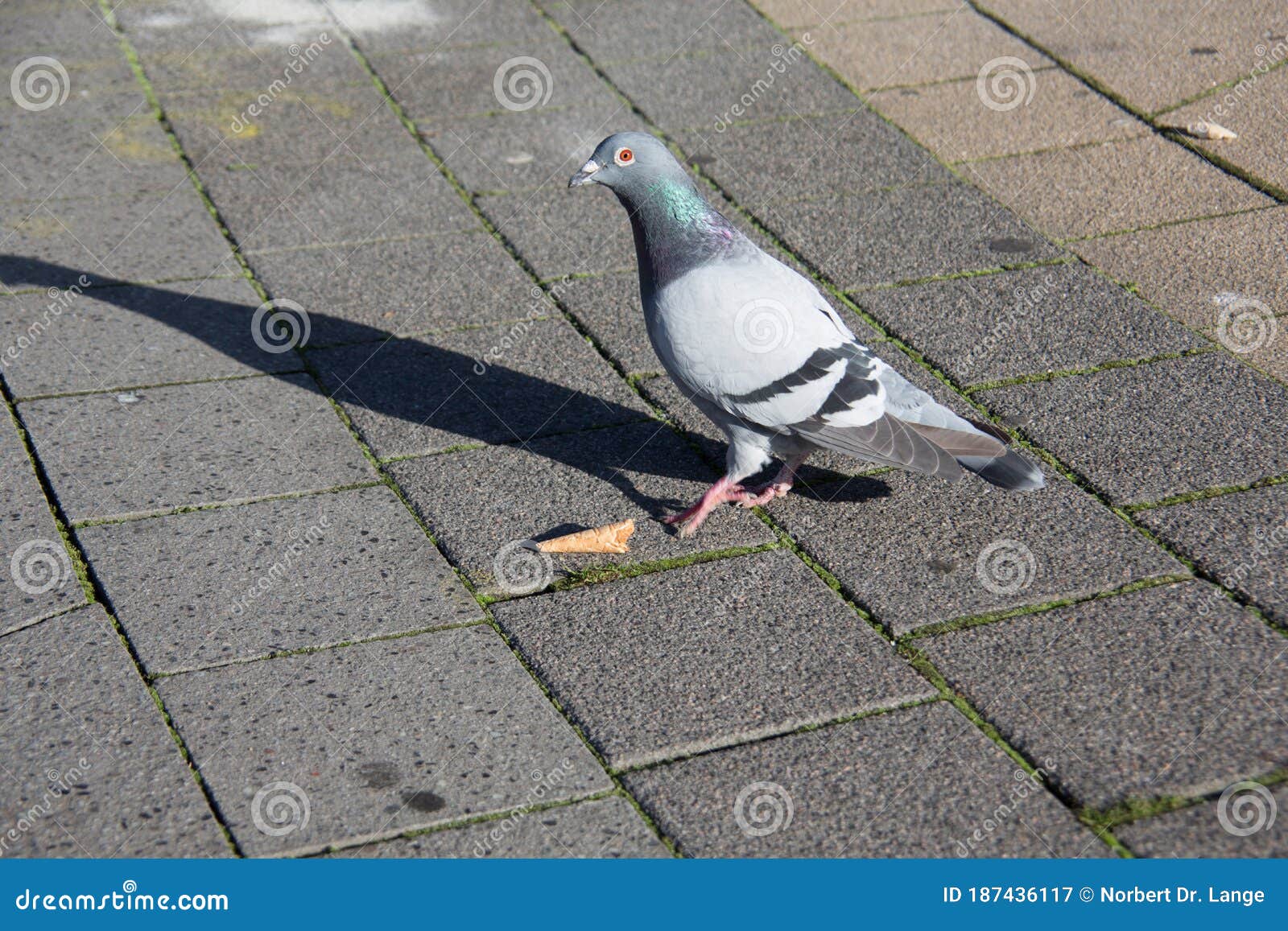 Pecking Pigeons on Market Place Stock Image - Image of place, poultry ...