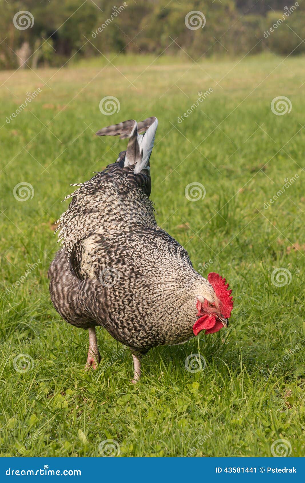 Pecking rooster stock image. Image of pecking, meadow - 43581441