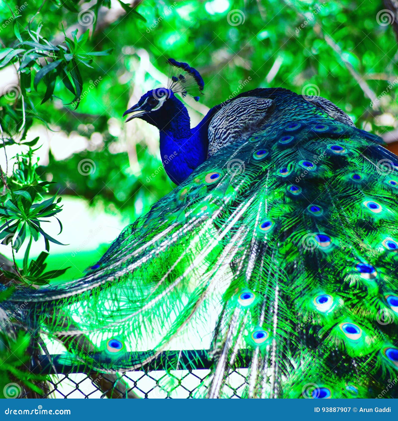 Pecock стоковое изображение. изображение насчитывающей красивейшее ...