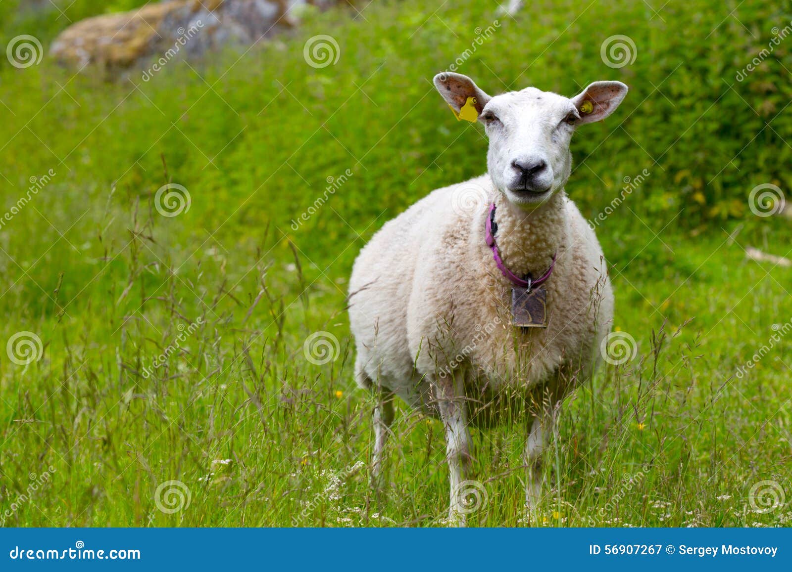 Pecora immagine stock. Immagine di agnello, posizione - 56907267