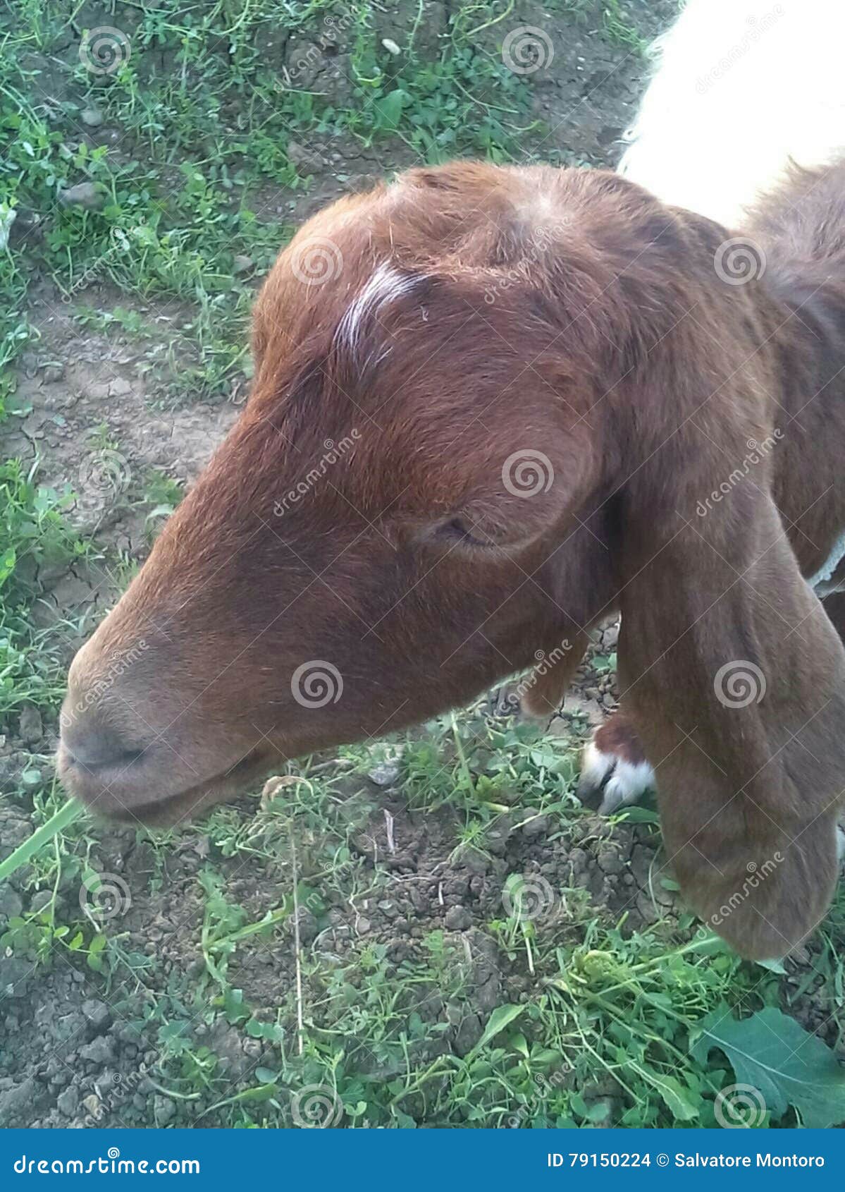 Pecora stock photo. Image of pecora, animals, nature - 79150224