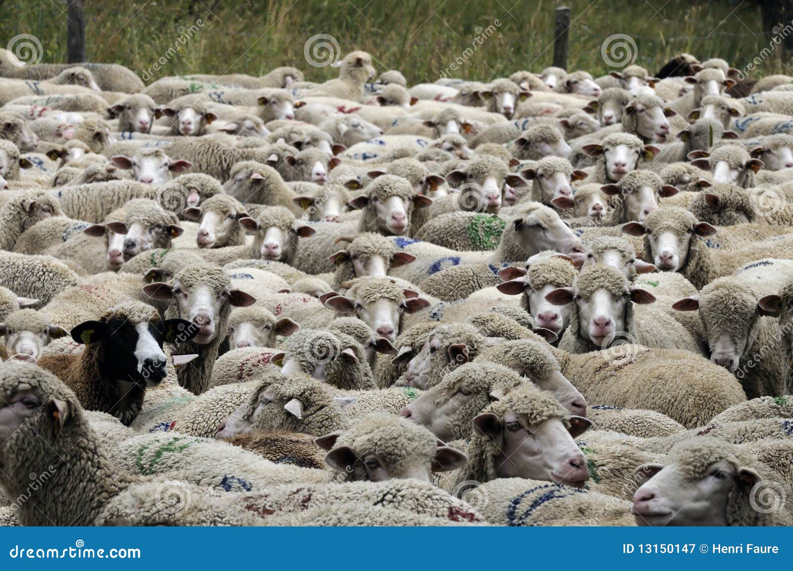 Pecore immagine stock. Immagine di pecore, francia, podere - 13150147