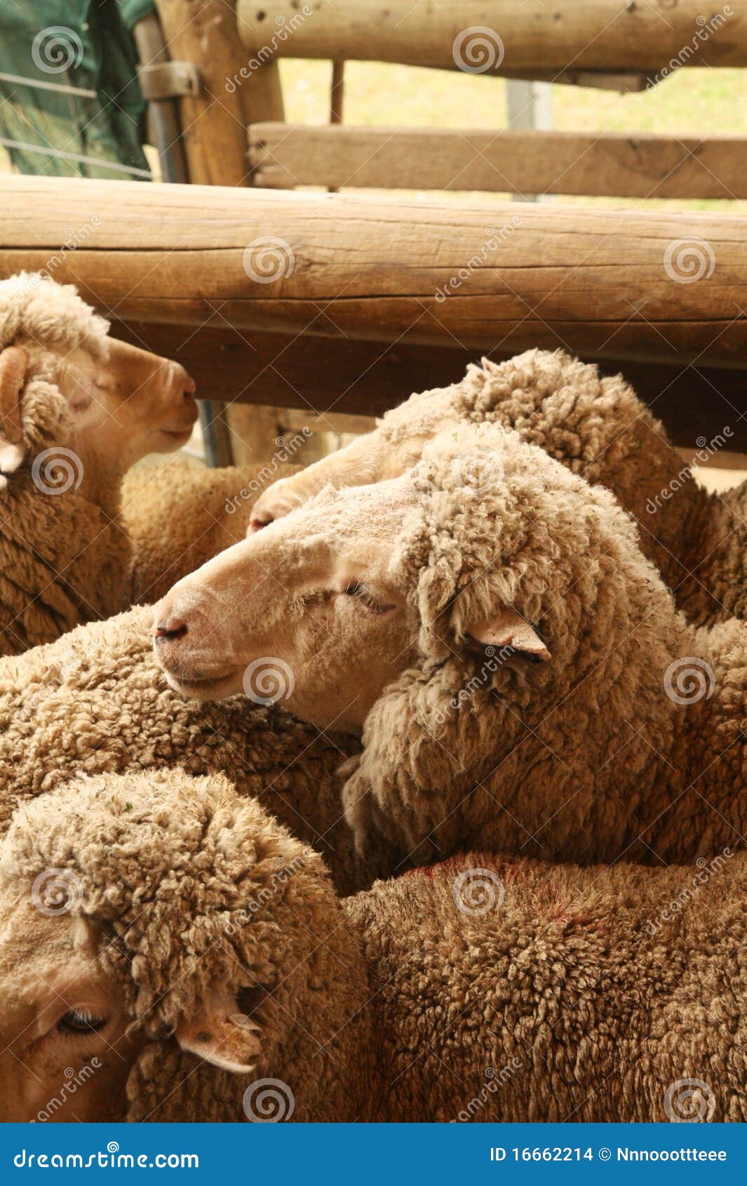 Pecore fotografia stock. Immagine di cane, brisbane, gruppo - 16662214