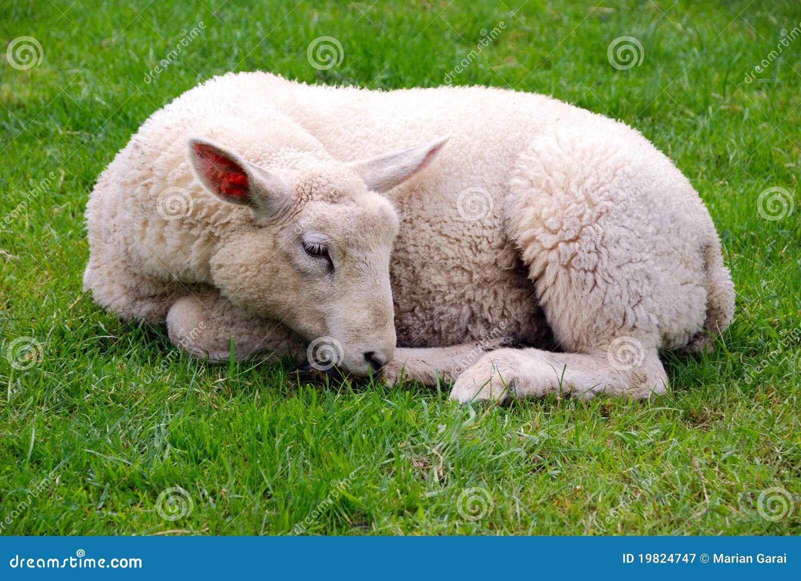 Pecore immagine stock. Immagine di campagna, nave, pasqua - 19824747