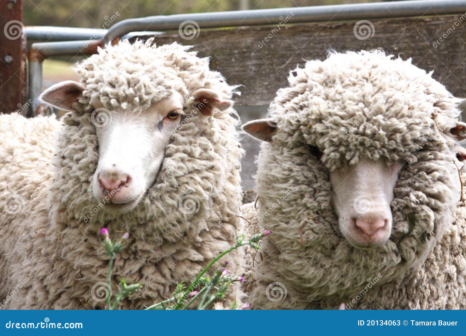 Pecore immagine stock. Immagine di animale, lane, pecore - 20134063