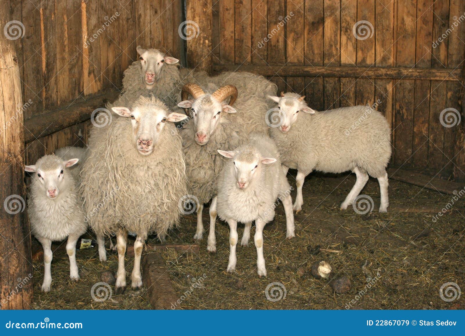 Pecore immagine stock. Immagine di benissimo, formaggio - 22867079