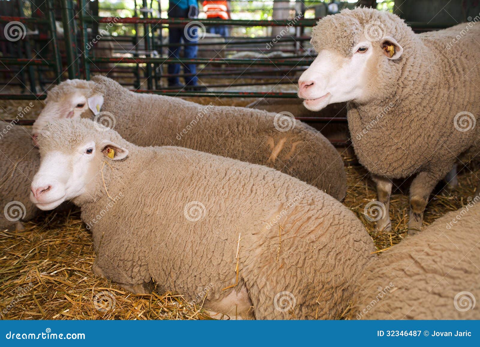 Pecore immagine stock. Immagine di mammifero, gregge - 32346487