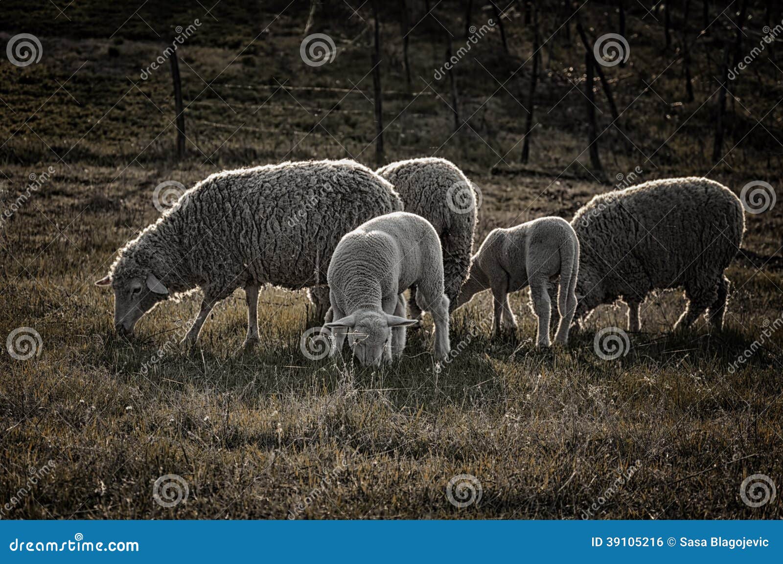 Pecore fotografia stock. Immagine di lane, campagna, pascolo - 39105216