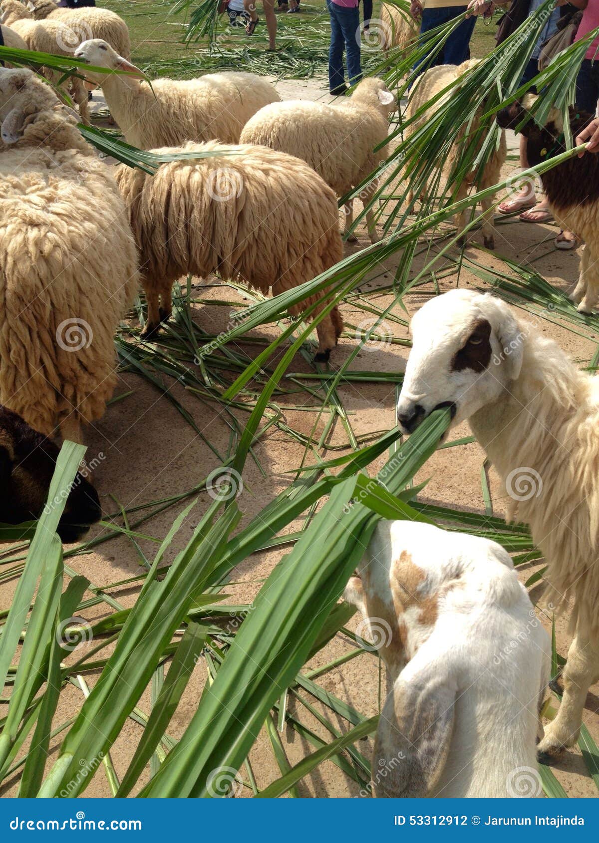 Pecore fotografia stock. Immagine di podere, pecore, animale - 53312912