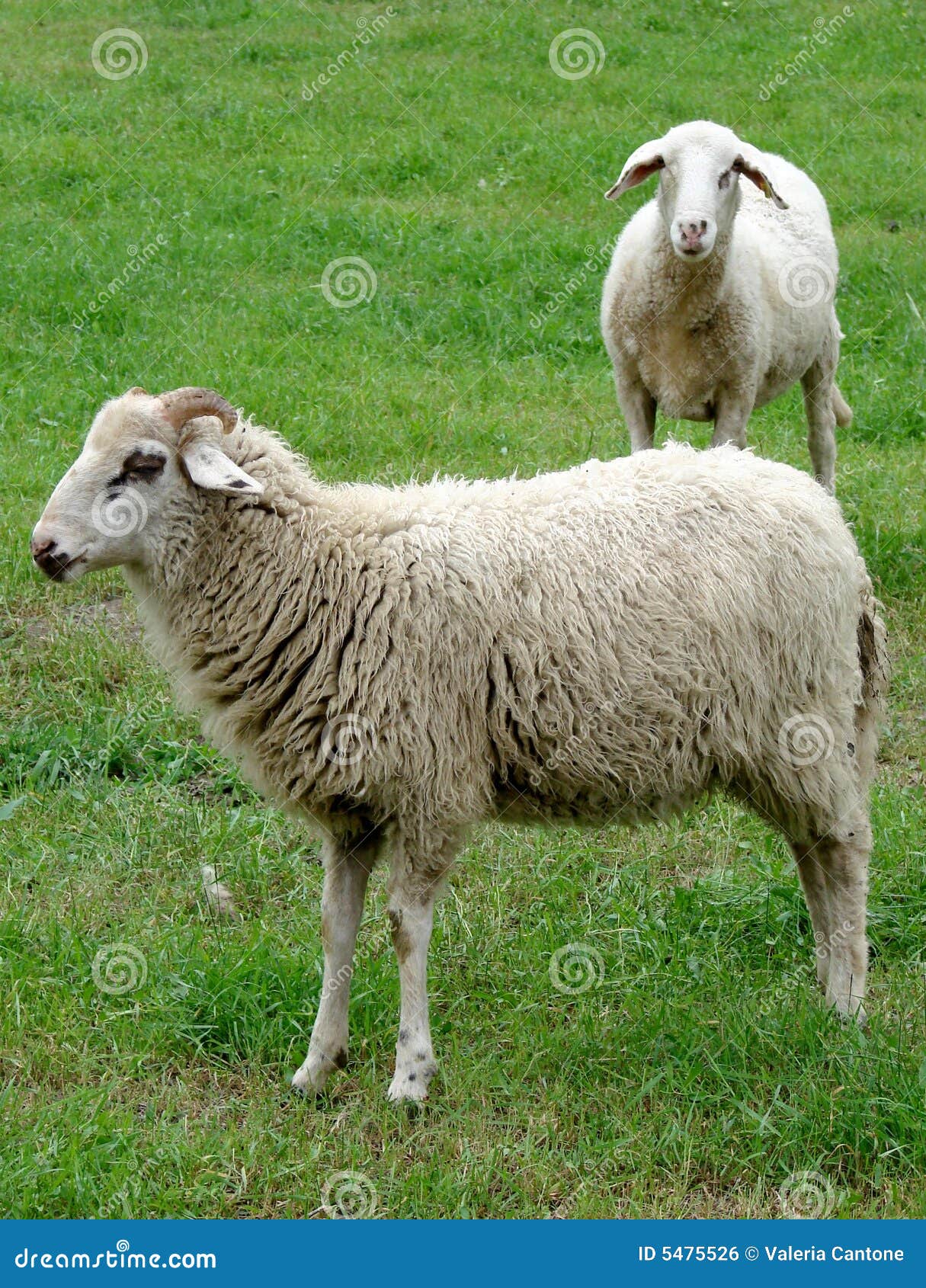 Pecore fotografia stock. Immagine di pecore, pacifico - 5475526