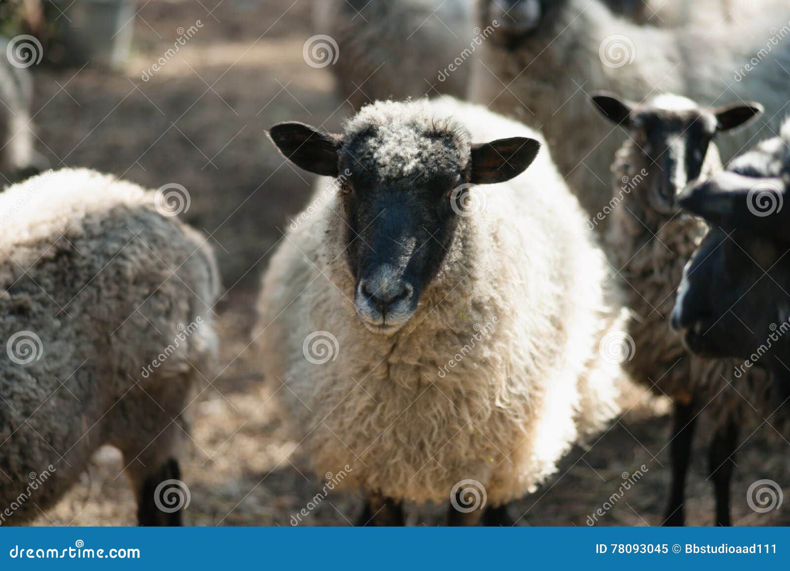 Pecore immagine stock. Immagine di nero, penna, fotographia - 78093045