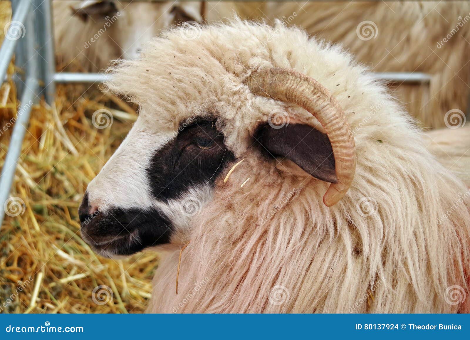 Pecore fotografia stock. Immagine di nazionale, mostra - 80137924