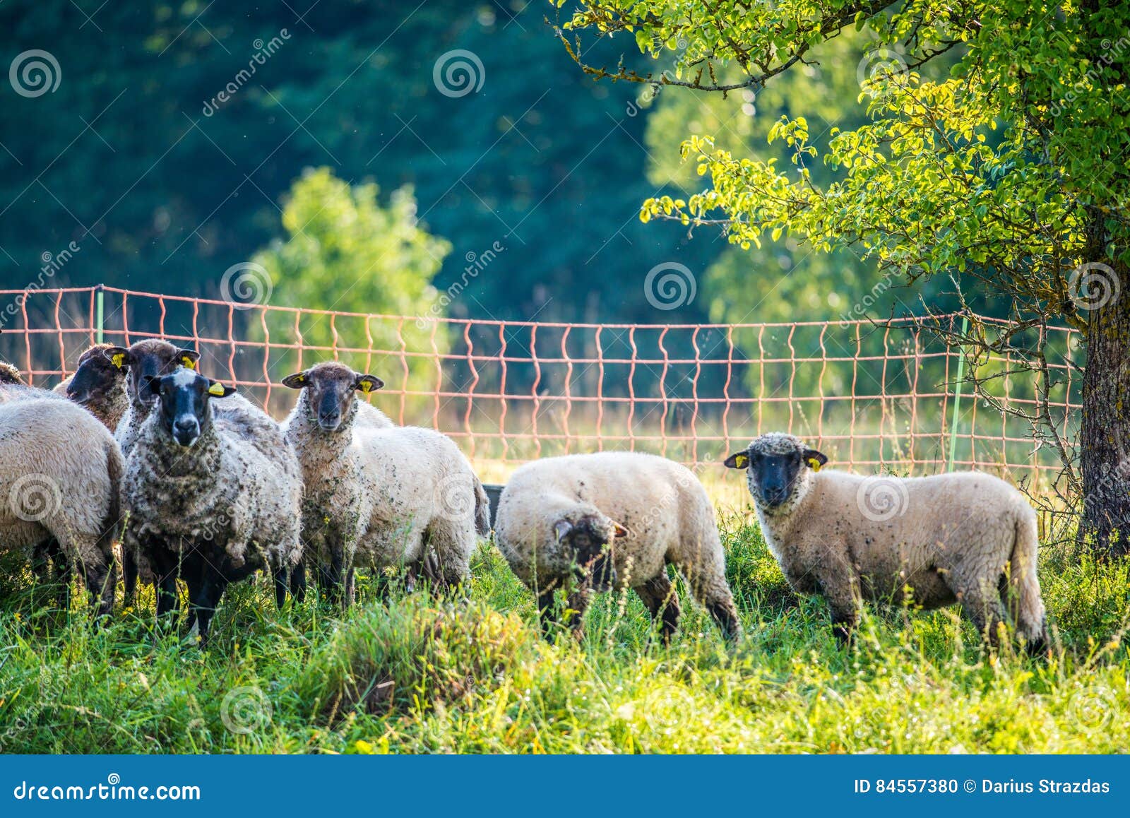 Pecore fotografia stock. Immagine di paesaggio, pascolo - 84557380