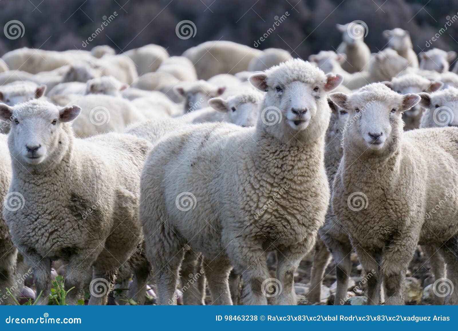 Pecore fotografia stock. Immagine di verde, nave, moltitudine - 98463238