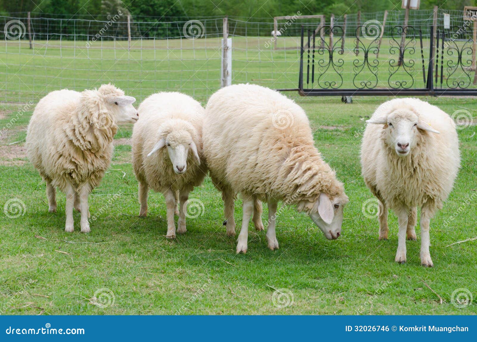 Pecore in Allevamento Di Pecore Fotografia Stock - Immagine di ...