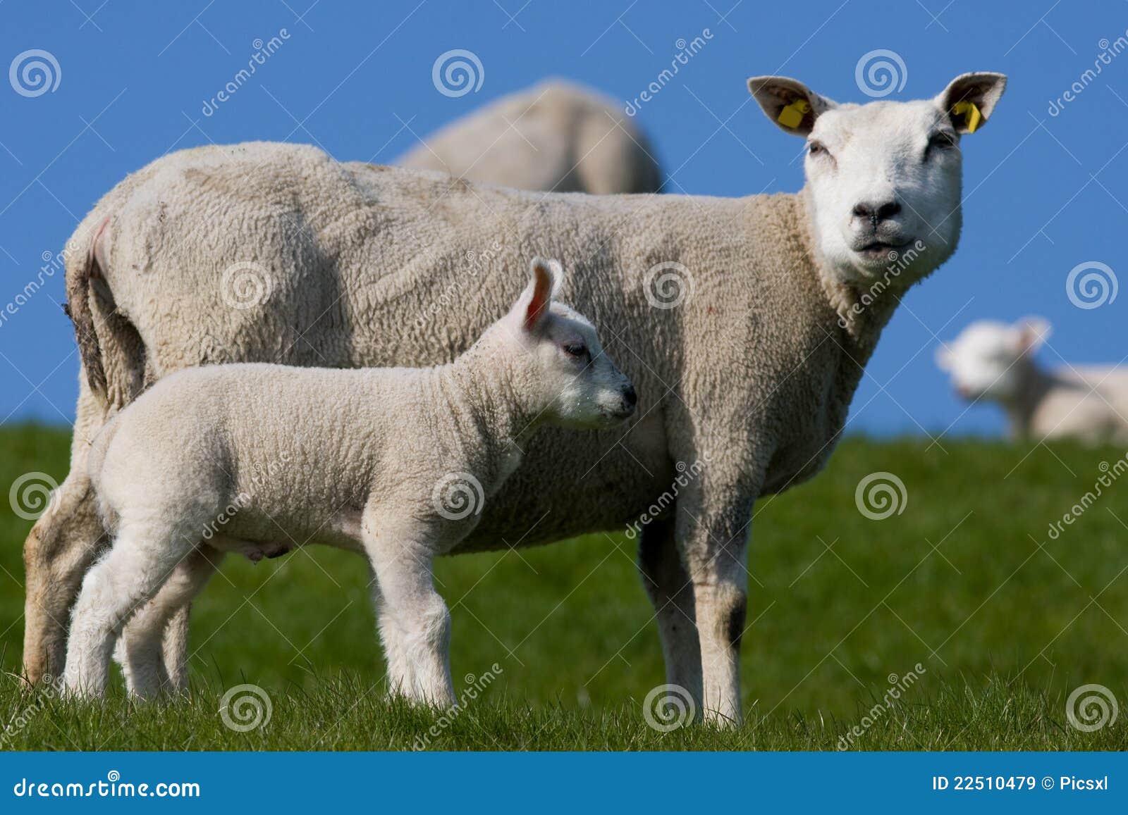 Pecore con un agnello immagine stock. Immagine di animale - 22510479