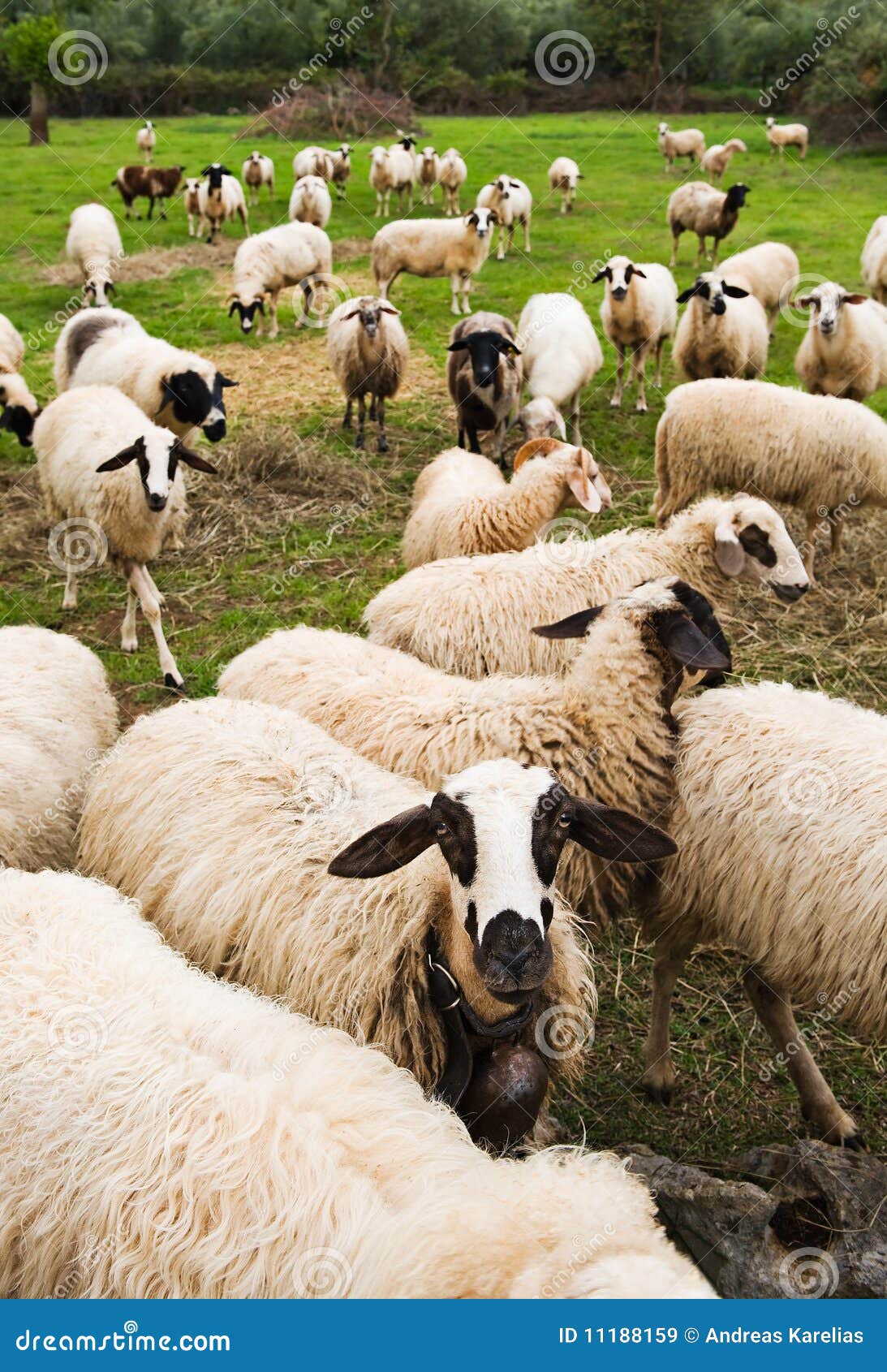 Pecore della moltitudine immagine stock. Immagine di campagna - 11188159