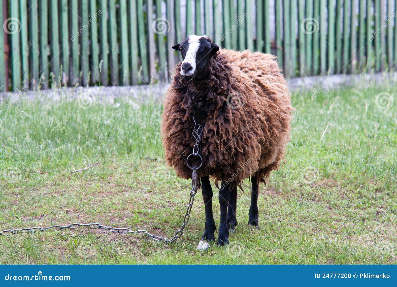 Pecore divertenti fotografia stock. Immagine di podere - 24777200