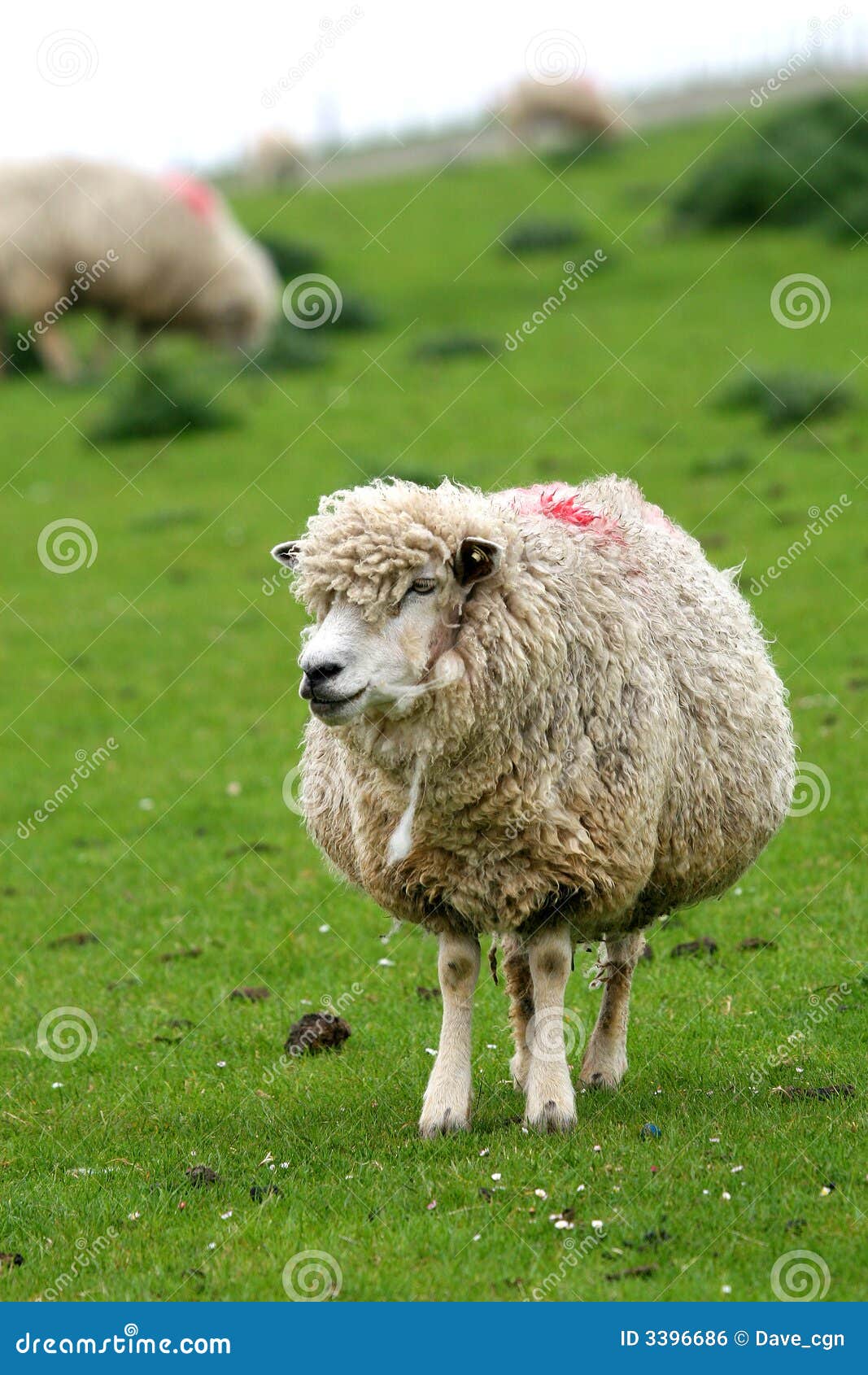 Pecore divertenti fotografia stock. Immagine di divertente - 3396686