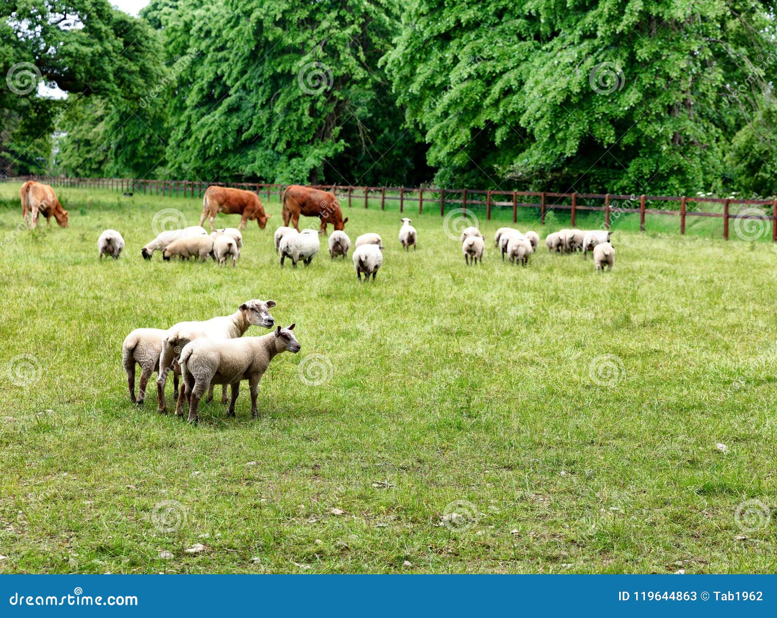 Pecore E Mucche Nel Pascolo Dell'erba Verde Immagine Stock - Immagine ...