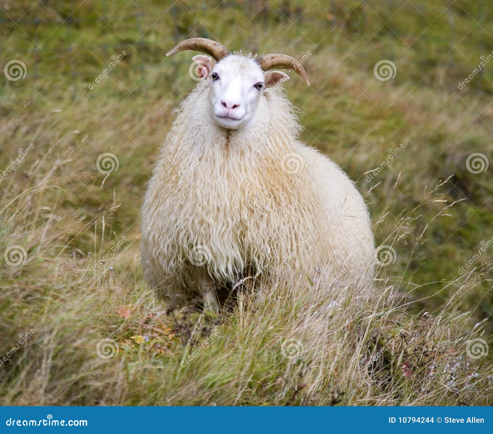 Pecore islandesi - Islanda fotografia stock. Immagine di animale - 10794244