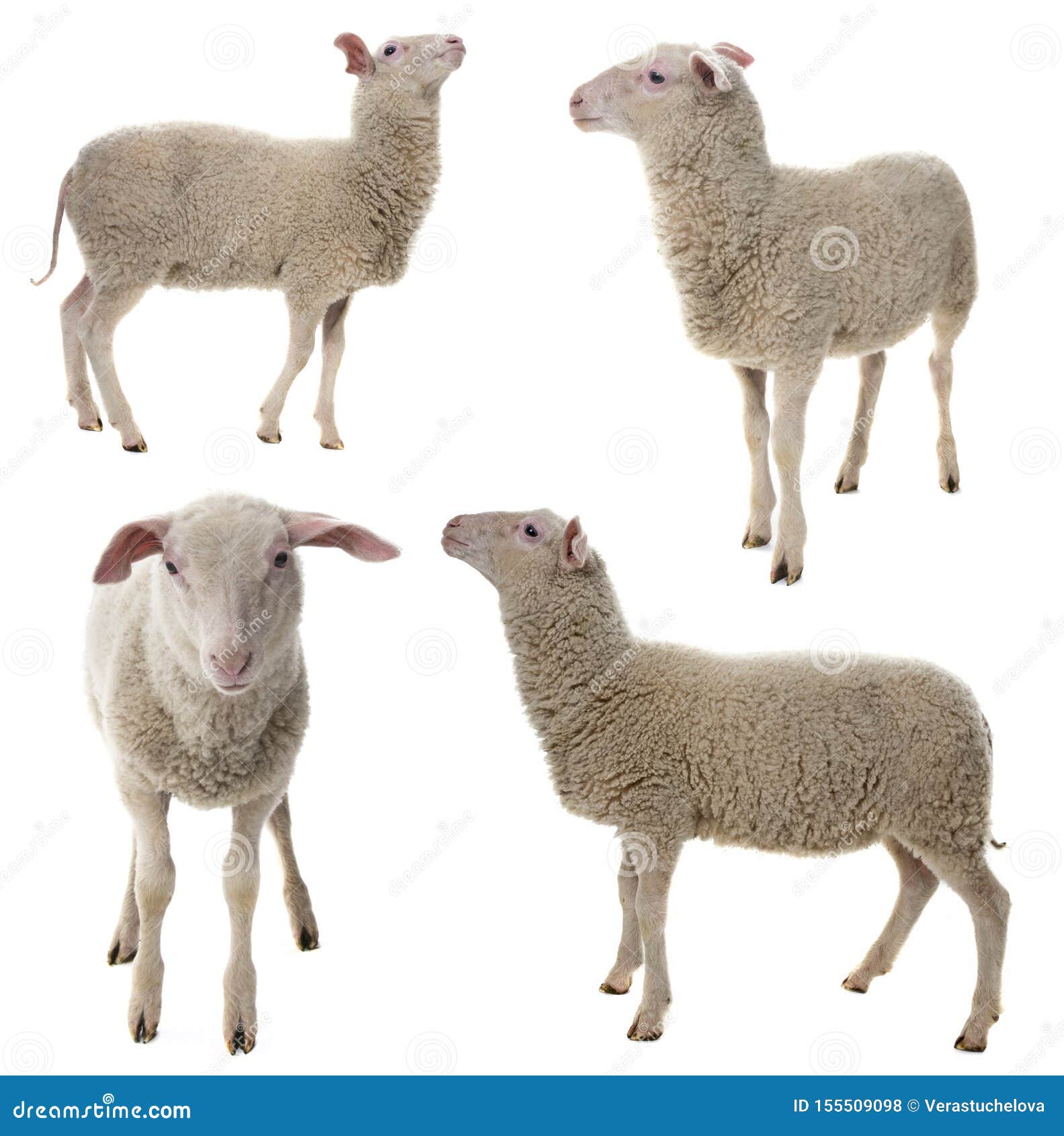 Pecore Isolate Su Un Fondo Bianco Fotografia Stock - Immagine di ...