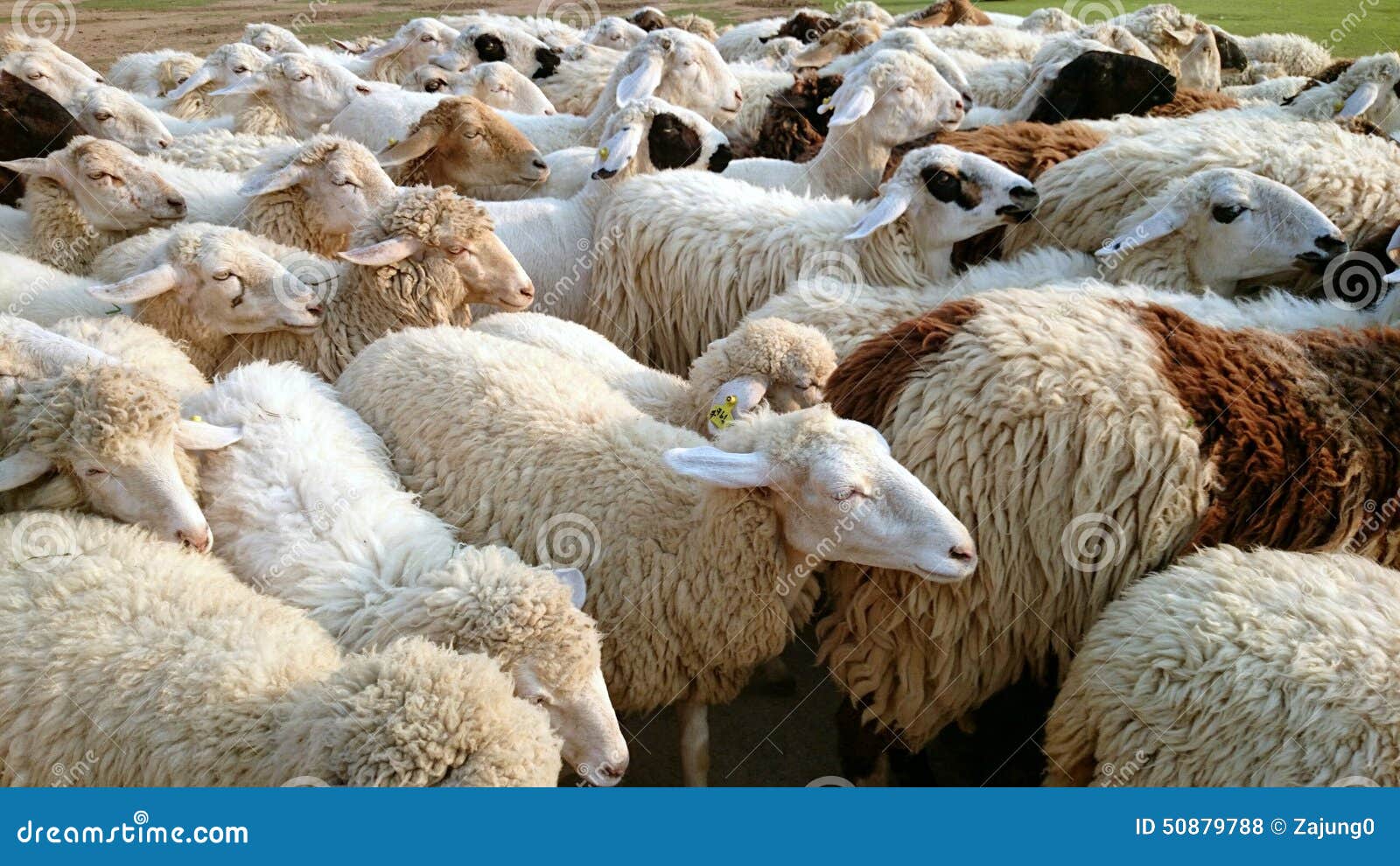 Pecore, lana fotografia stock. Immagine di podere, pecore - 50879788