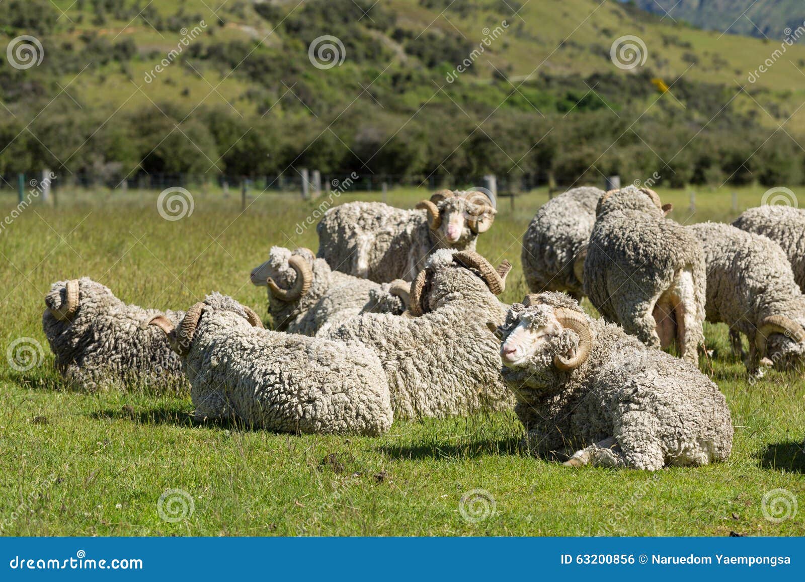 Pecore merino fotografia stock. Immagine di rurale, estate - 63200856