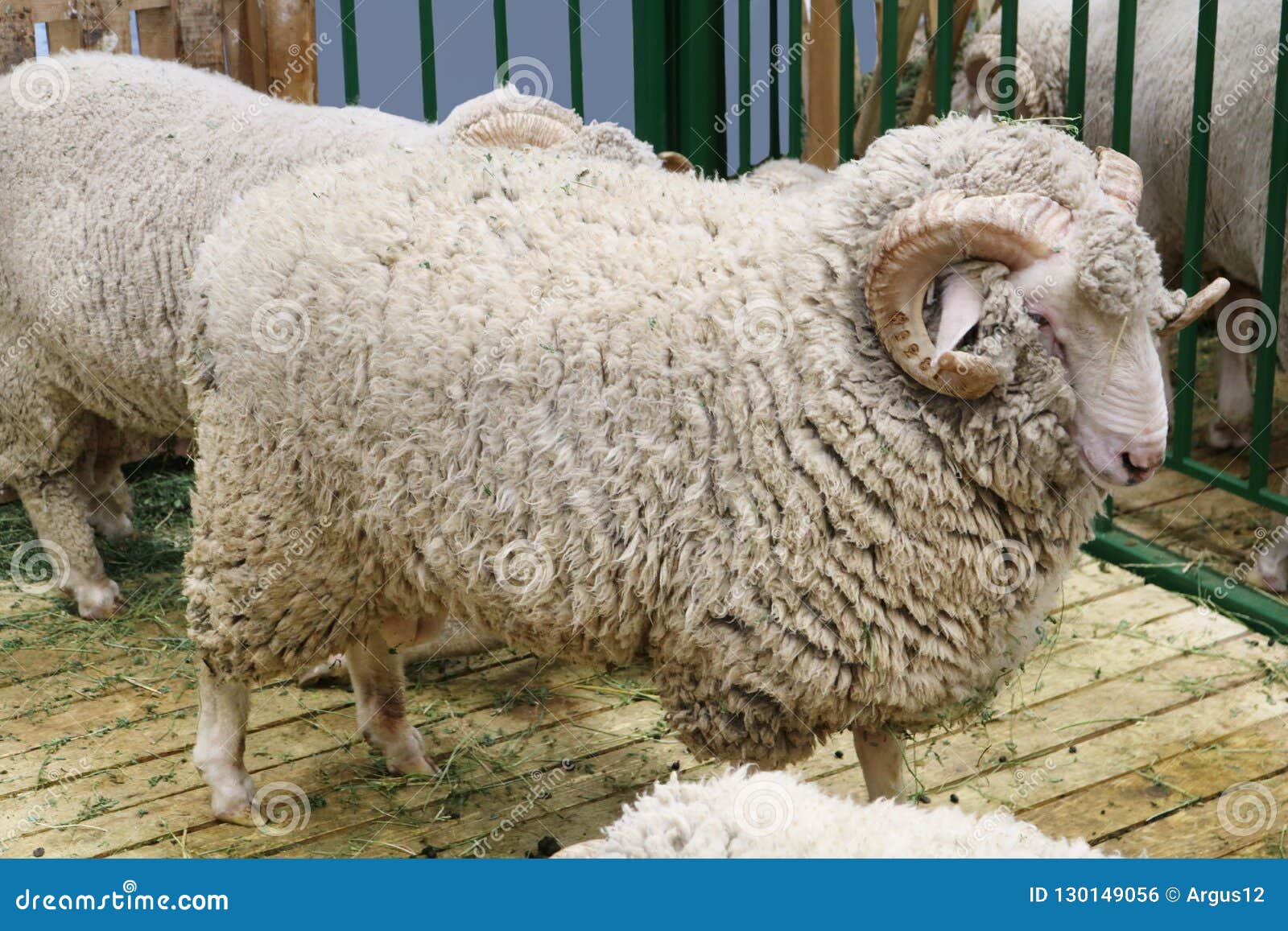 Pecore Merino Domestiche Delle Pecore Nere Fotografia Stock - Immagine ...