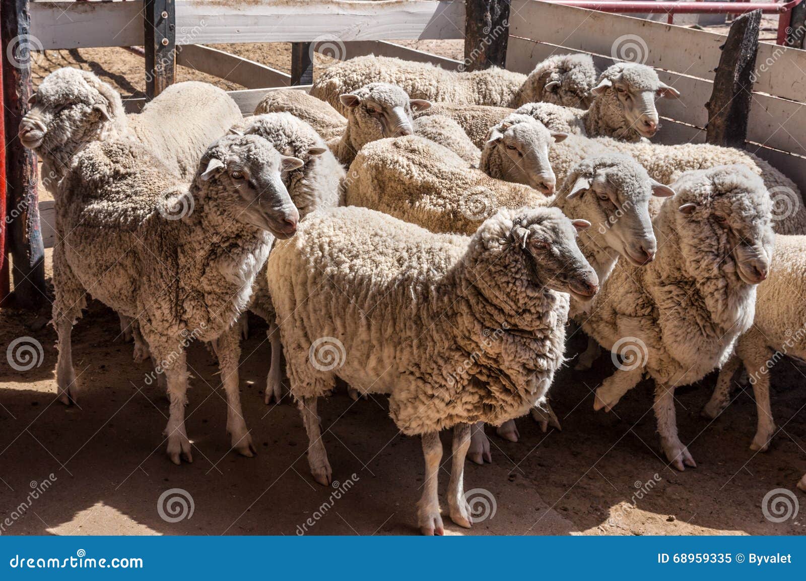 Pecore nella stalla immagine stock. Immagine di argentina - 68959335