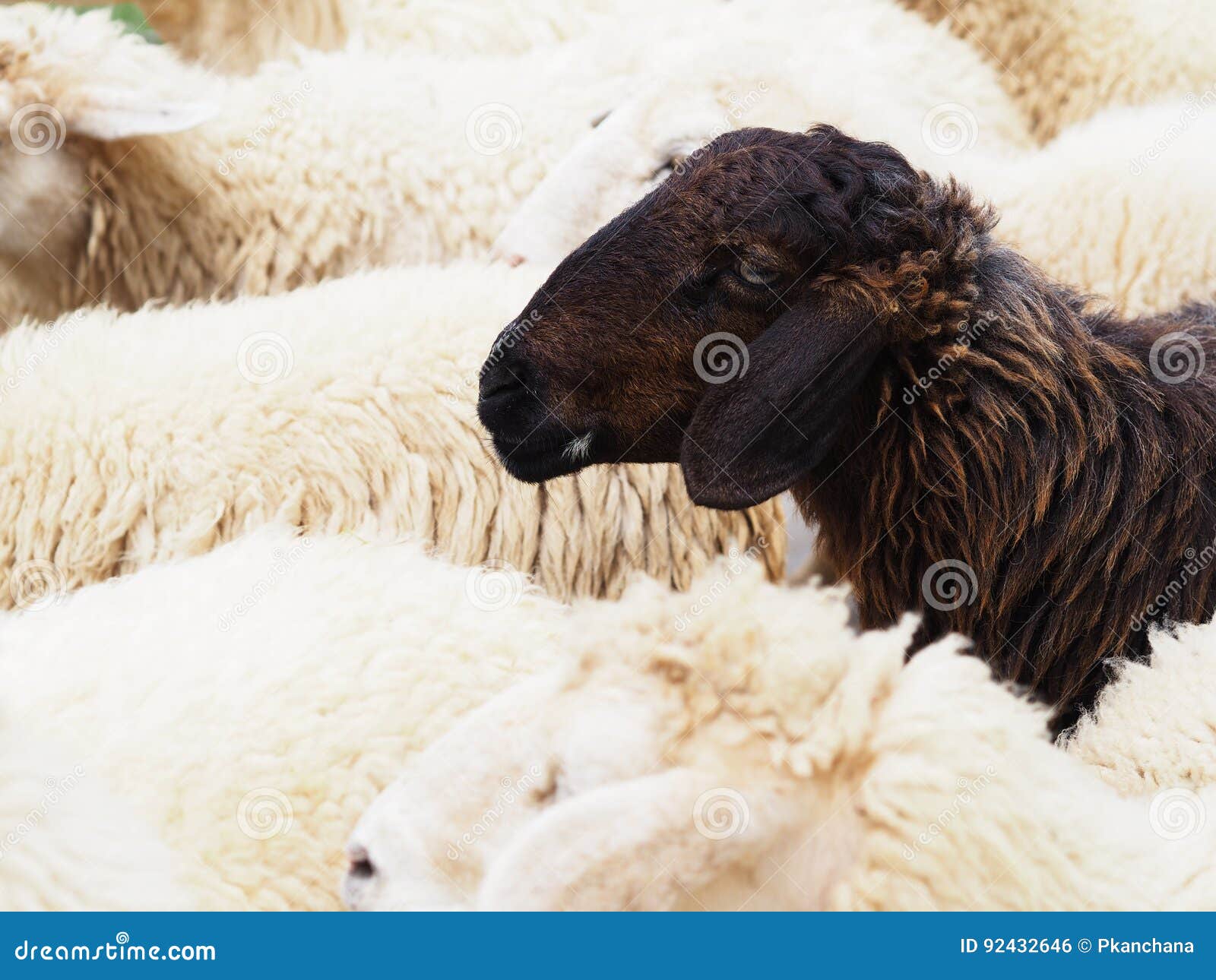 Pecore Nere Nella Moltitudine Di Pecore Bianche Fotografia Stock ...