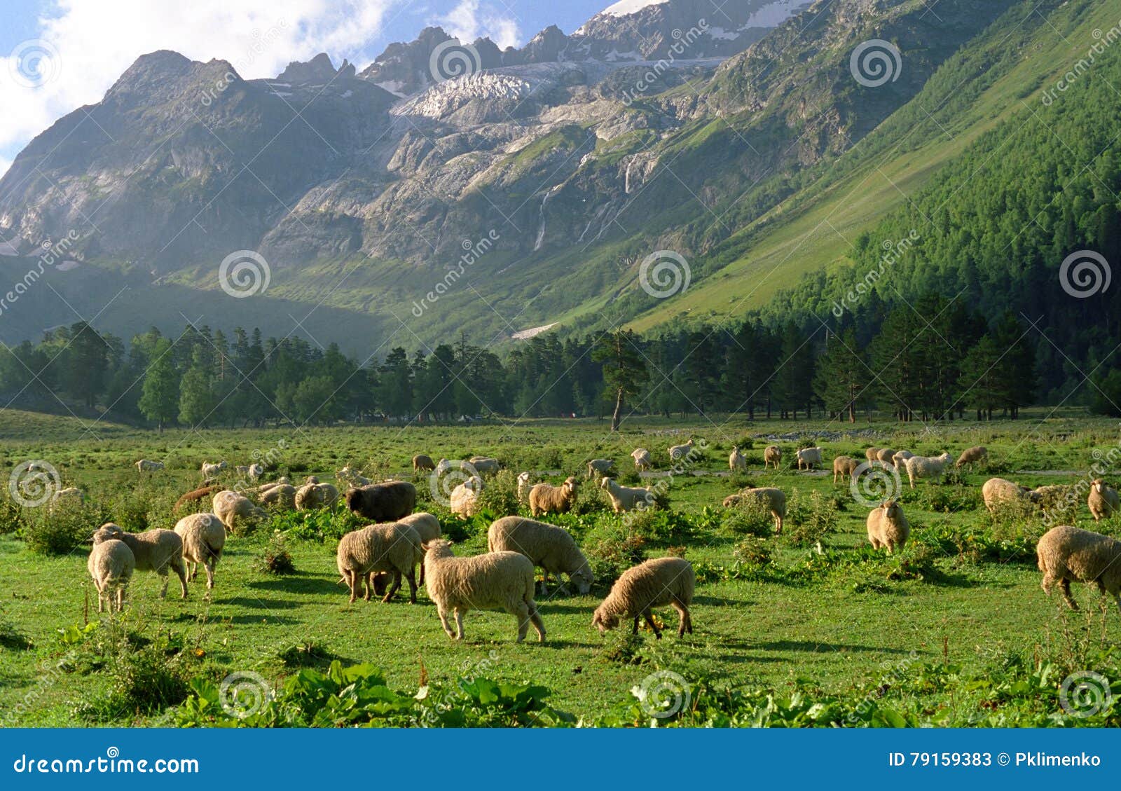 Pecore Su Un Pascolo Della Montagna Immagine Stock - Immagine di verde ...