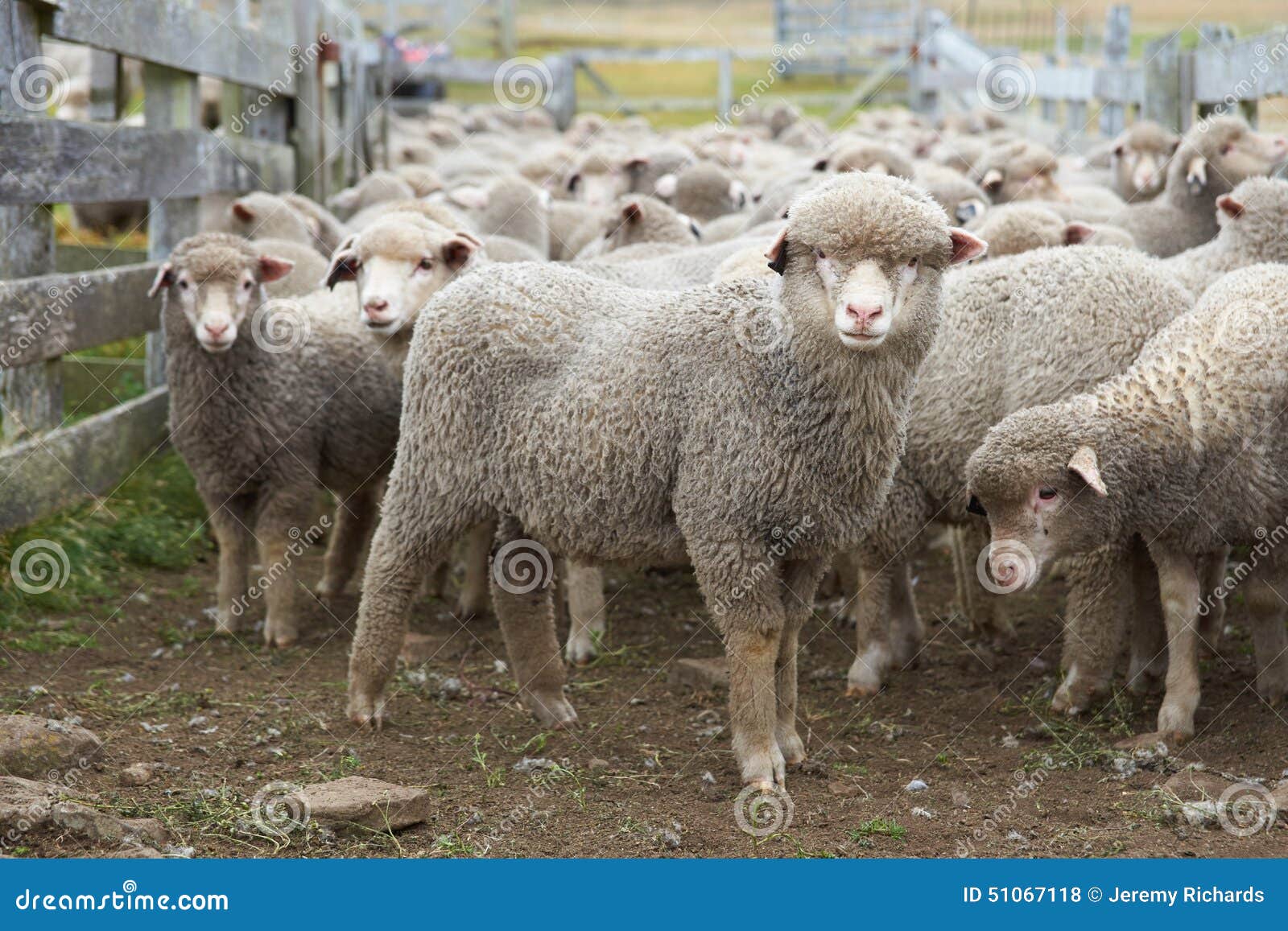 Pecore in Un Recinto Per Bestiame Fotografia Stock - Immagine di isola ...