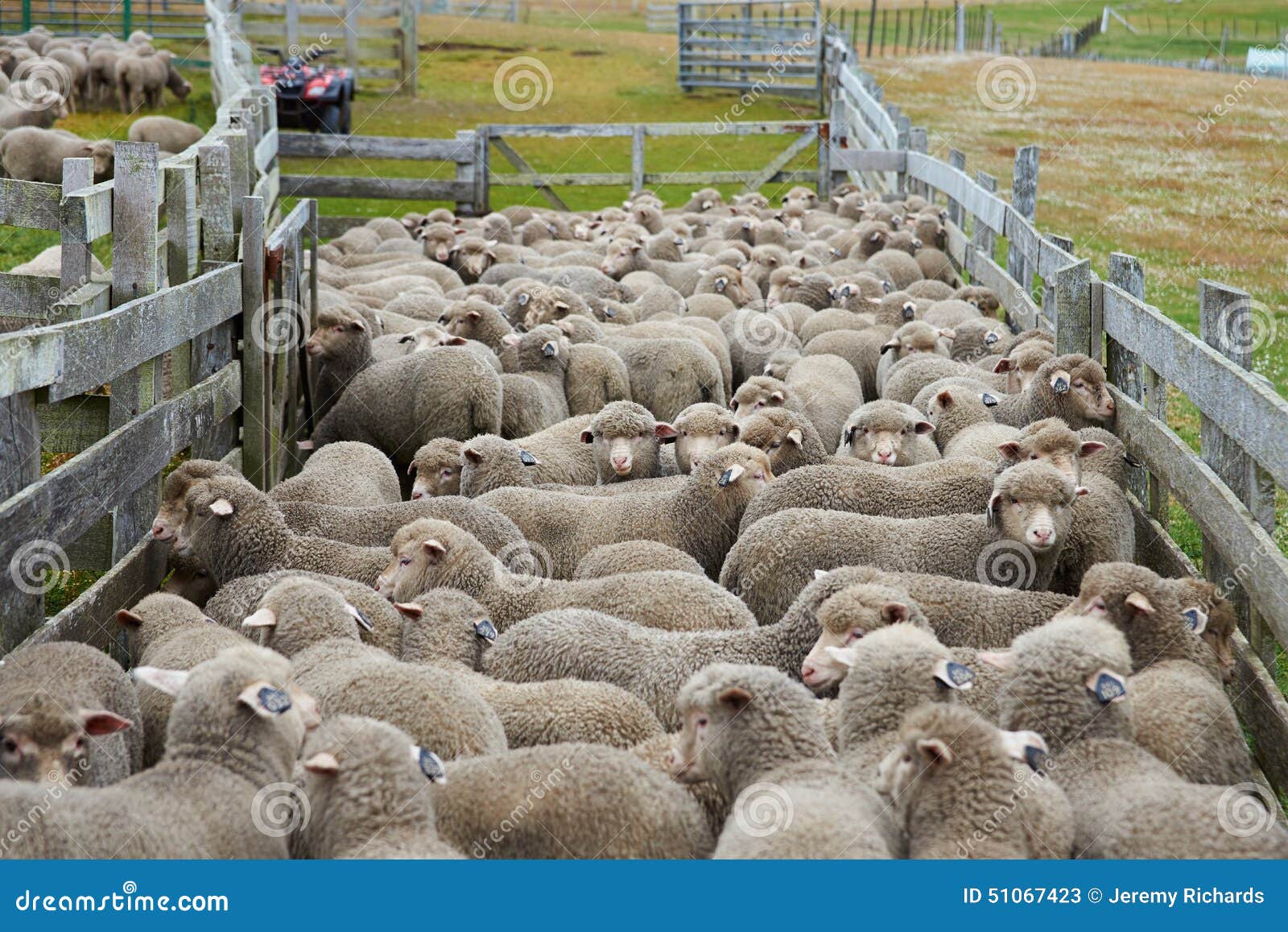 Pecore in Un Recinto Per Bestiame Immagine Stock - Immagine di ...