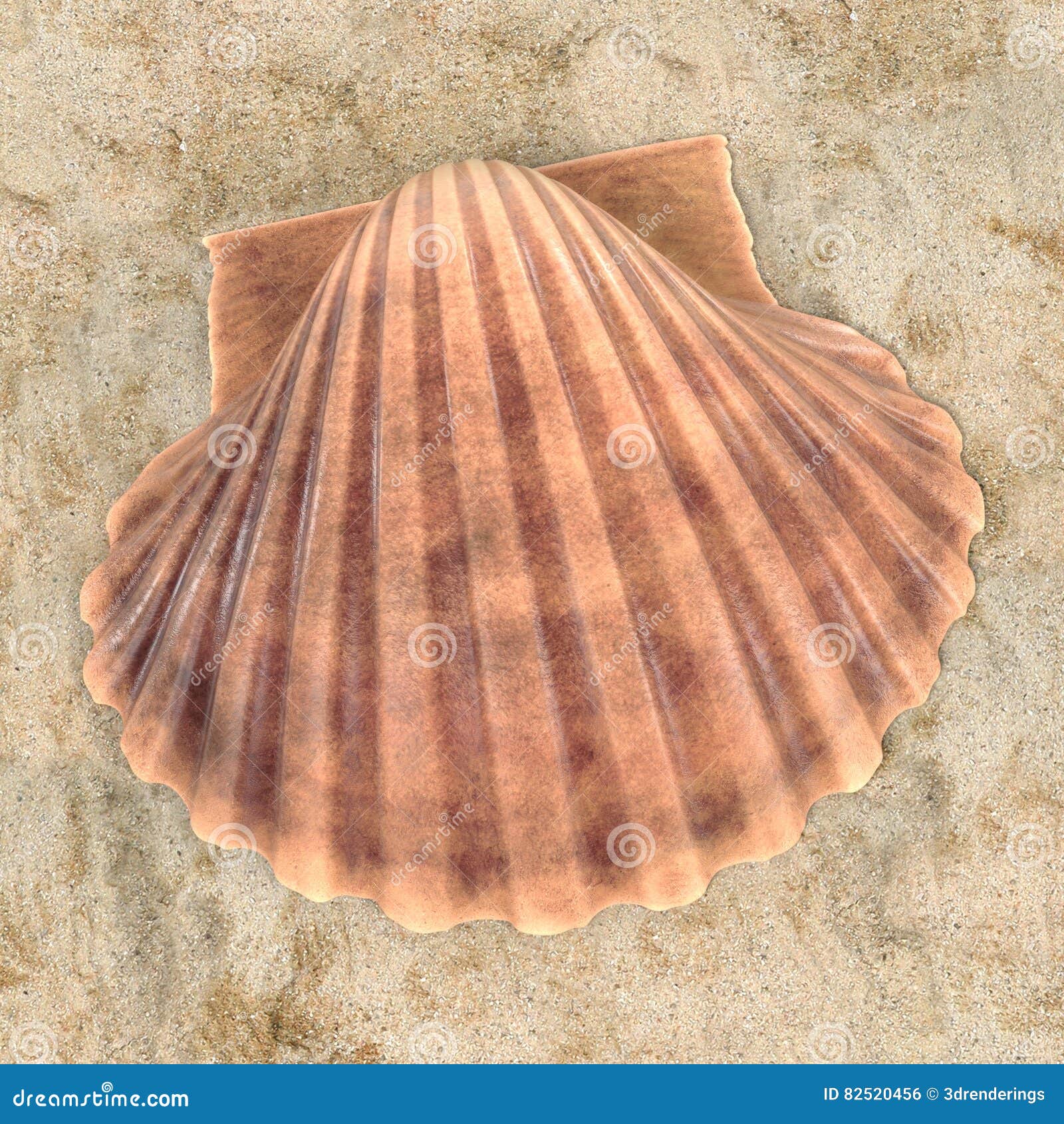 Pecten Fumatus Scallop stock illustration. Illustration of mollusk ...