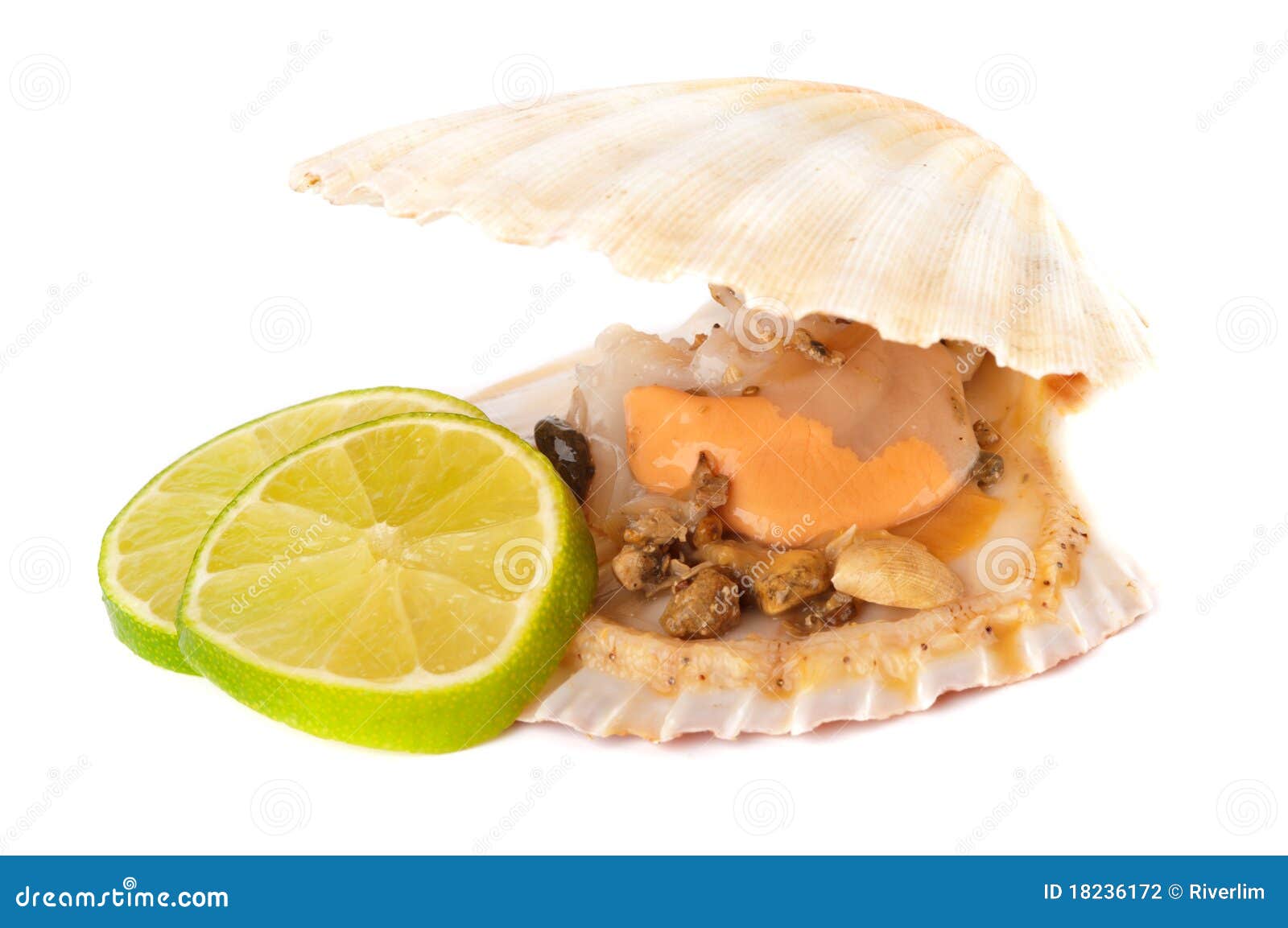 Pecten Jacobaeus - Mediterranean Scallop Clam, Underwater Shot Royalty ...